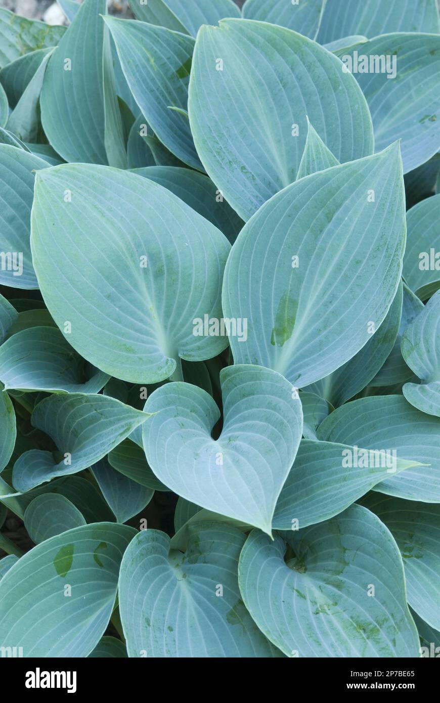 Hosta 'Halcyon' blue-green shade-shaped leaves Stock Photo - Alamy