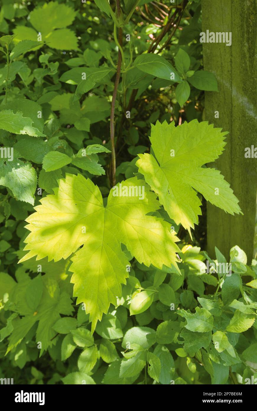 Humulus lupulus 'Aurea' perennial vine common hop Stock Photo - Alamy