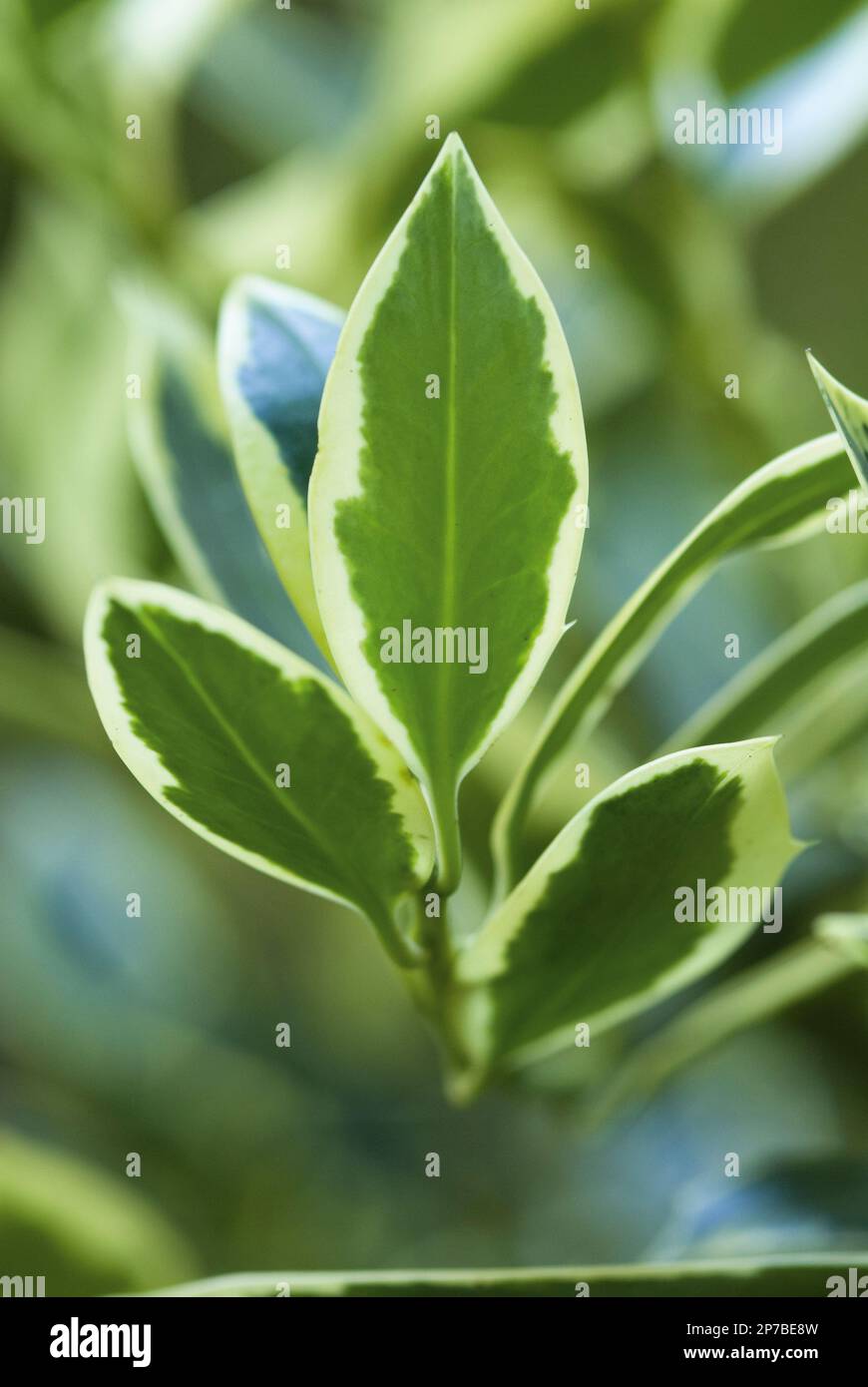 Yellow holly hi-res stock photography and images - Alamy