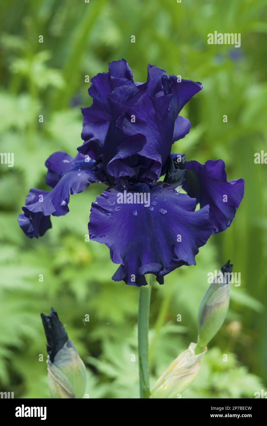 deep blue purple iris flowerhead 'Bearded' Stock Photo - Alamy