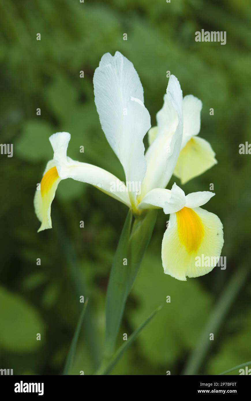 Cream iris hi-res stock photography and images - Alamy