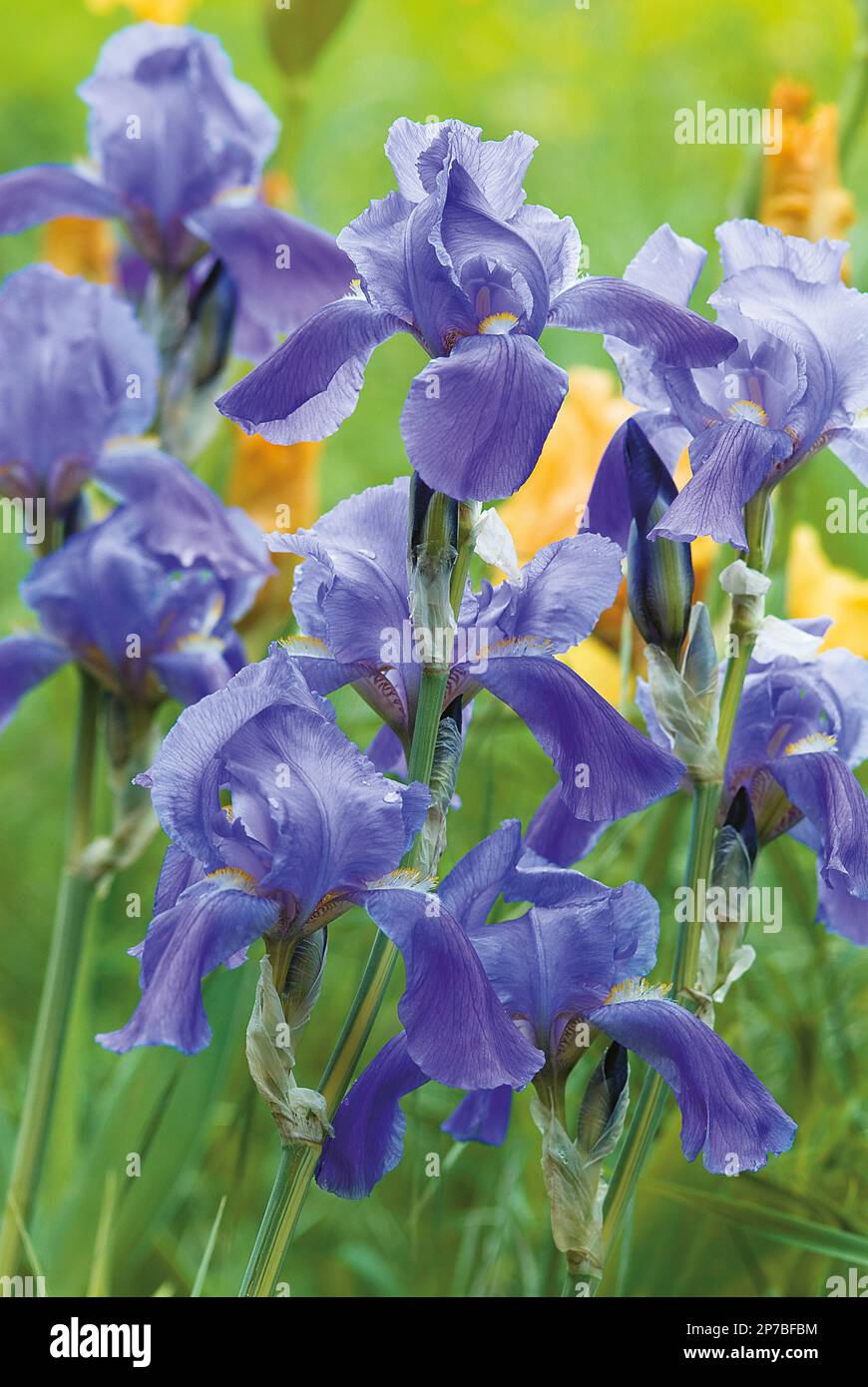 Iris pallida 'Variegata' purple perennial flower striped Stock Photo ...
