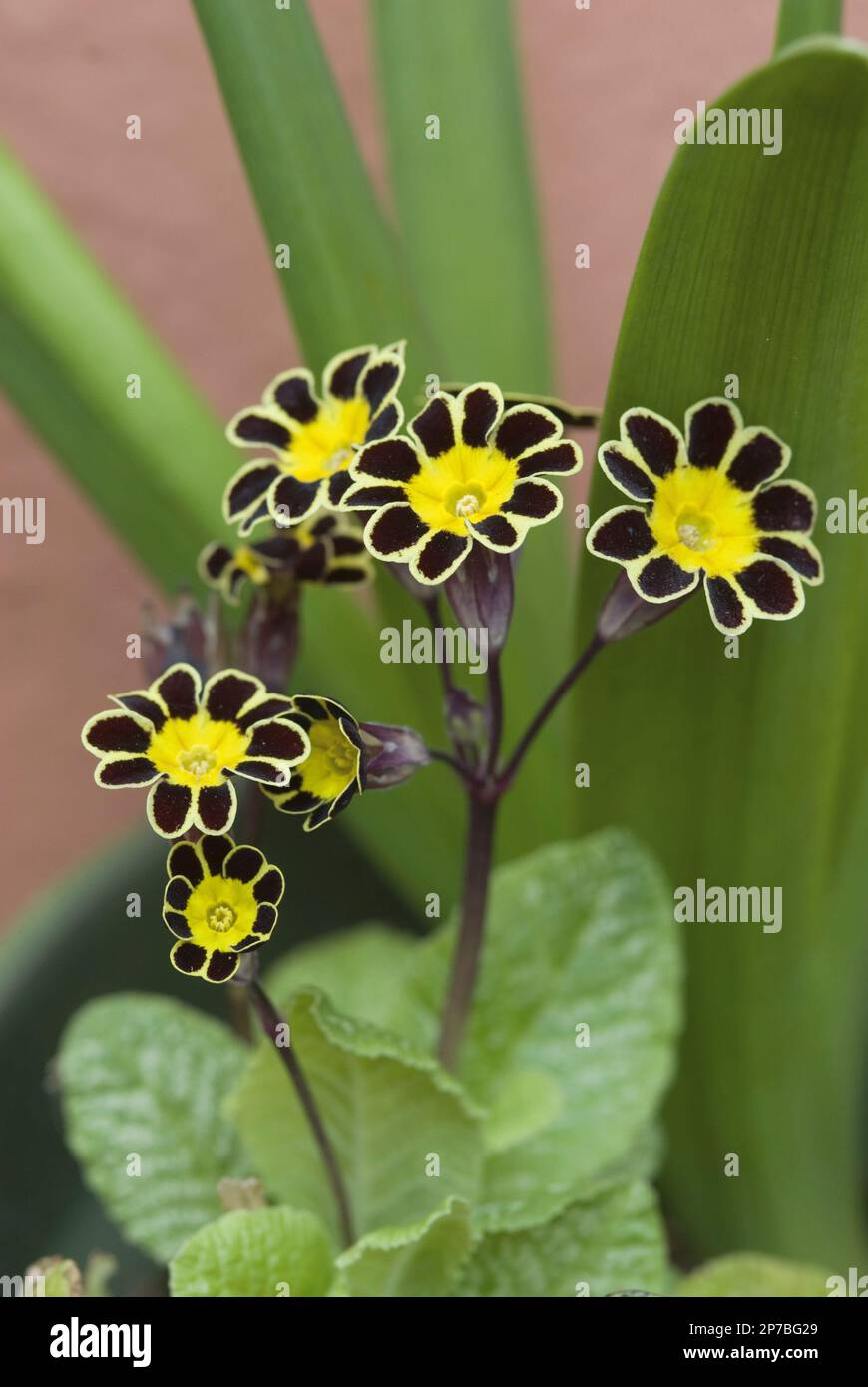 Gold laced hi-res stock photography and images - Alamy