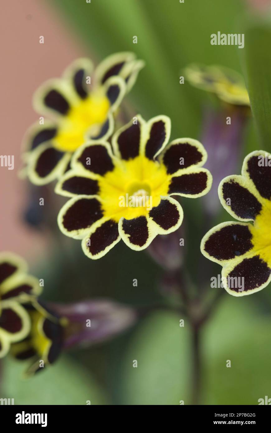 Laced polyanthus gold-laced primula Stock Photo - Alamy