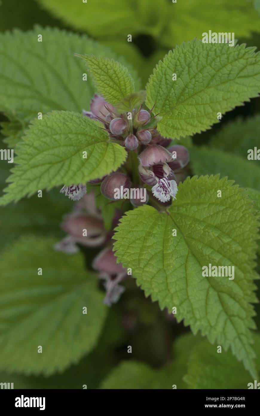Lamium orvala Balm-leaved archangel red deadnettle flower Stock Photo ...