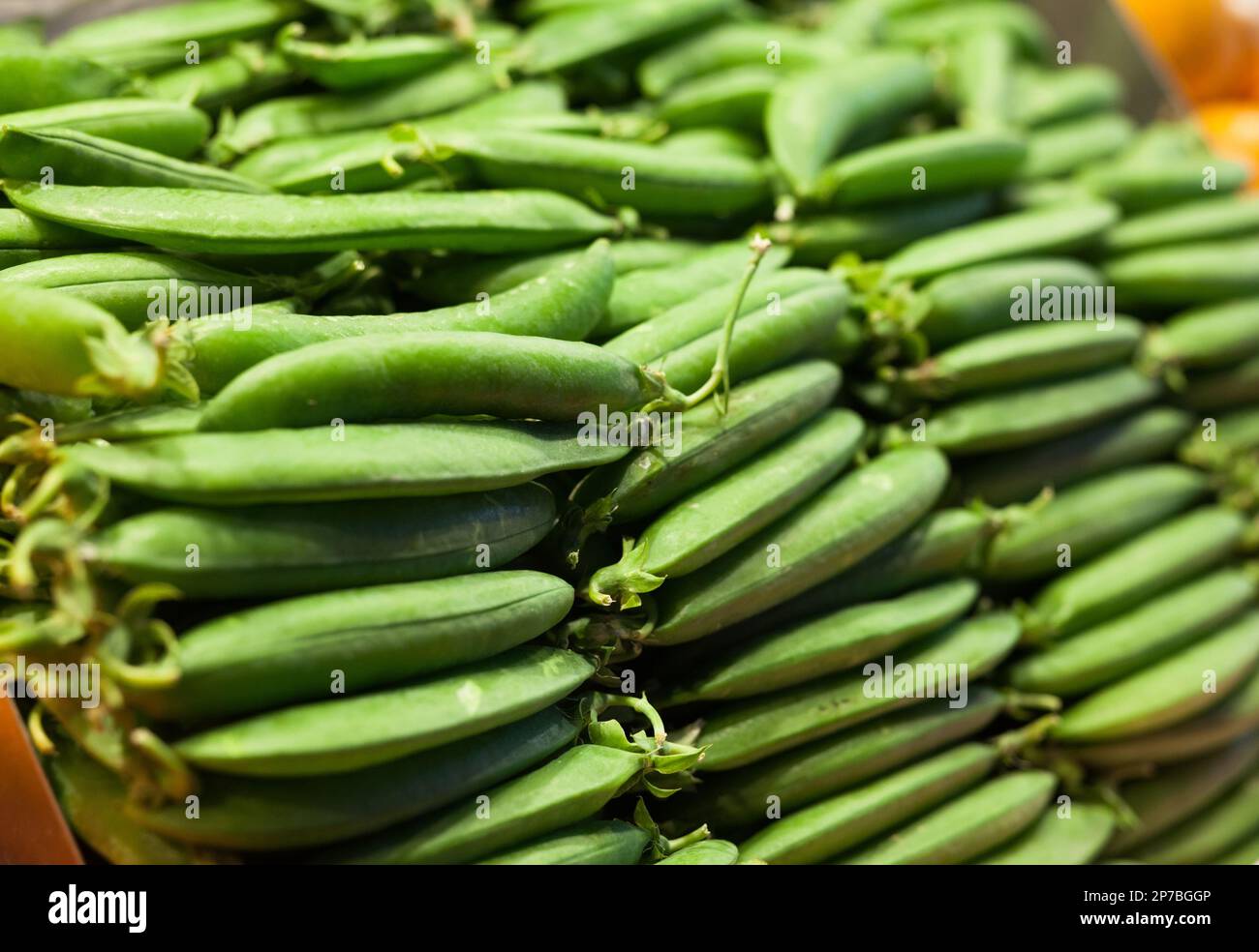 green fava beans in pods on counter in market Stock Photo - Alamy