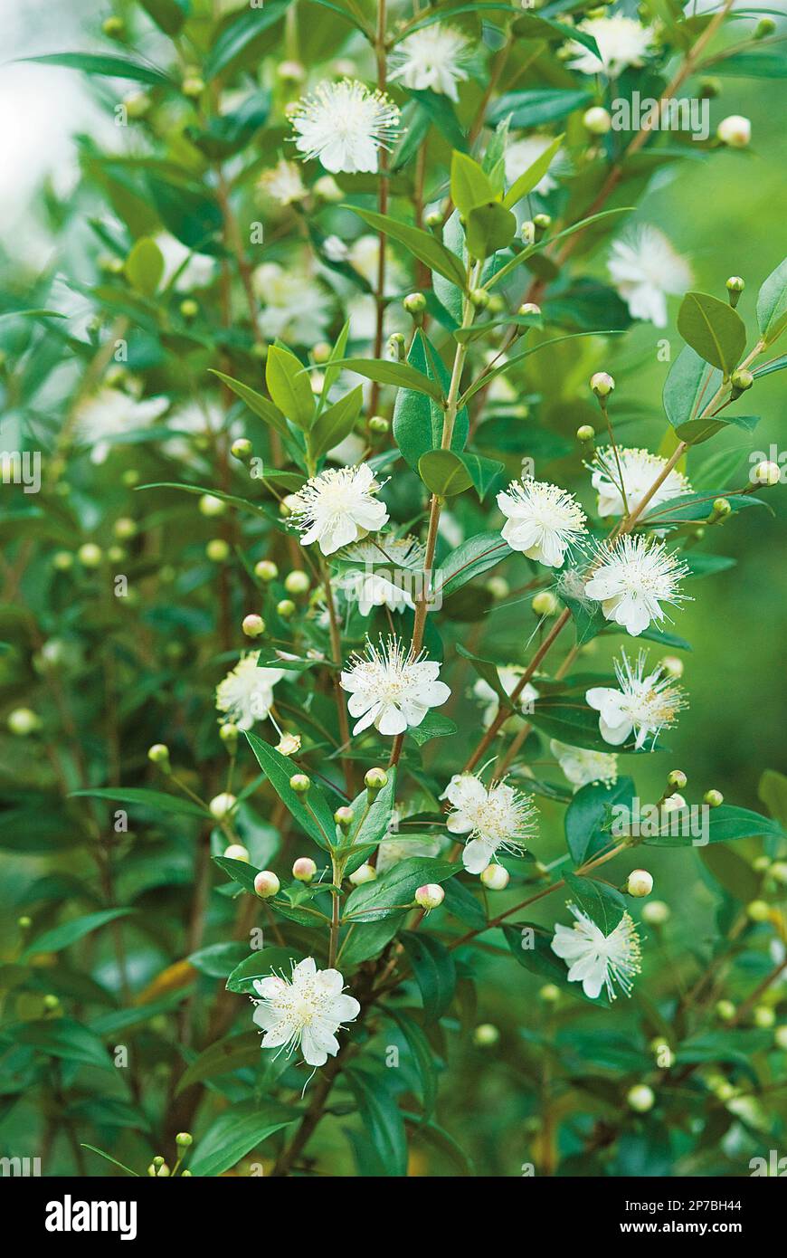 myrtle communis fragrant white star flowers Stock Photo - Alamy