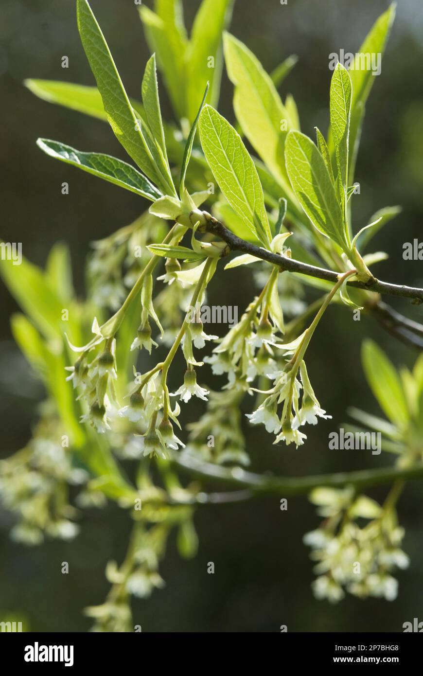 Oemlaria cerasiformis, osoberry or Indian plum white flowering shrub ...