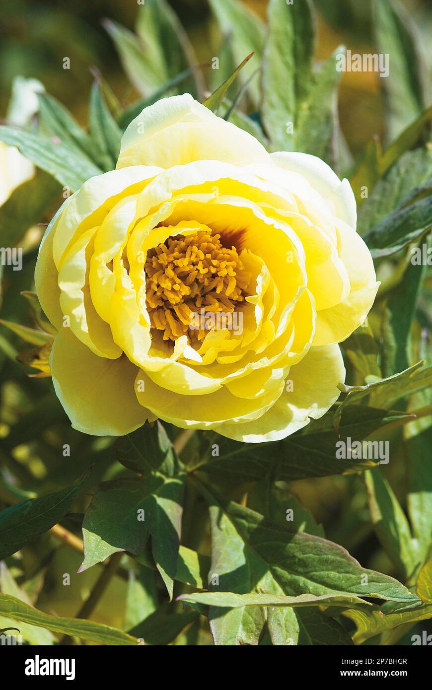 Paeonia 'High Noon' yellow flower tree peony Stock Photo - Alamy