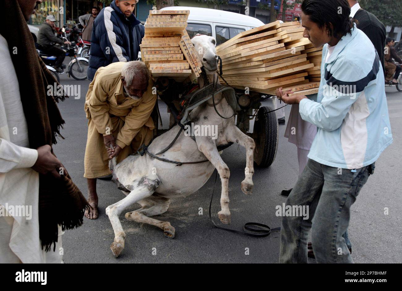 An owner of a donkey cart and passers by help a donkey to stand up, who ...