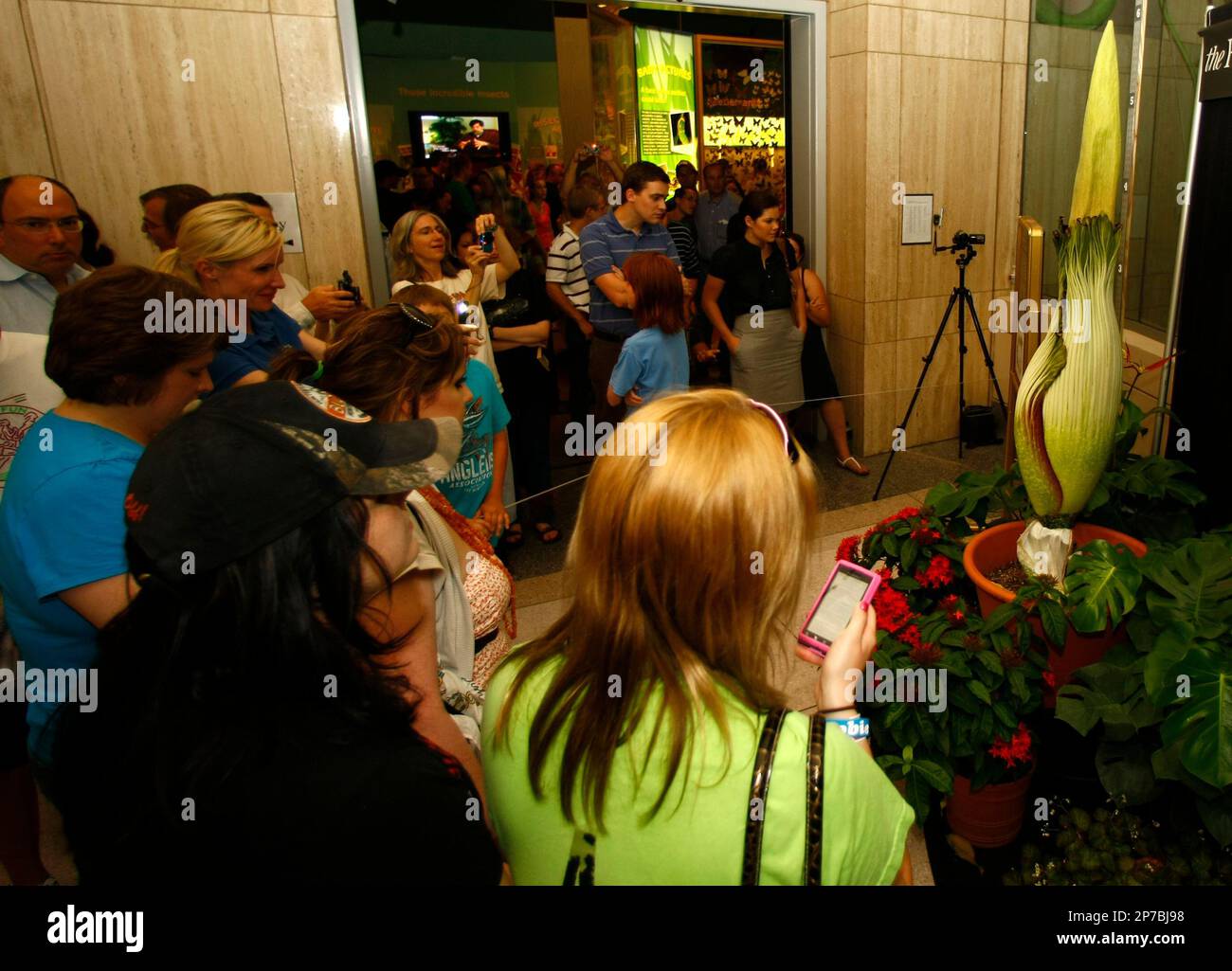 Crowds file past the Corpse Flower as it nears the time to bloom at the ...