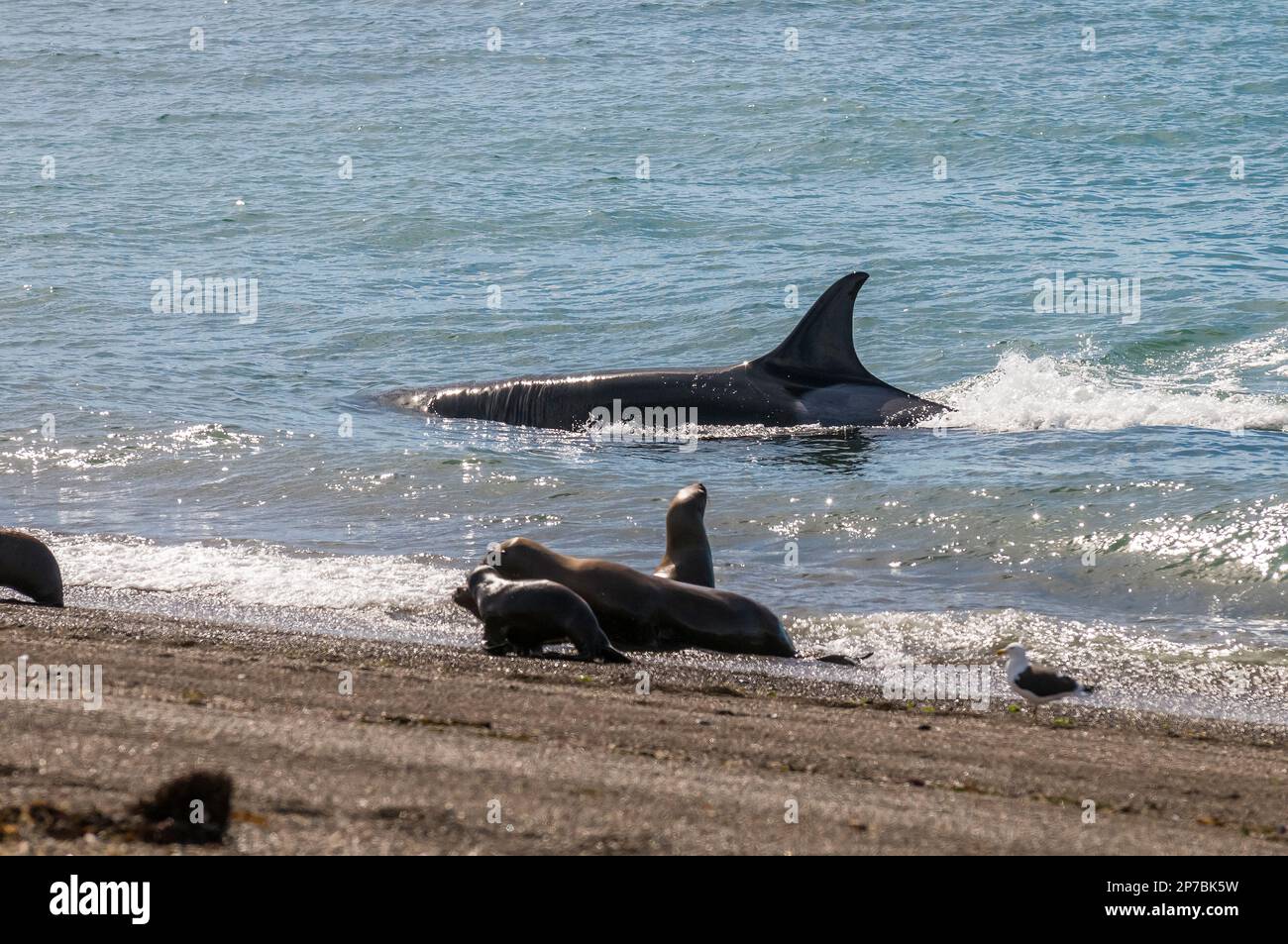 Killer whale hunting sea lions, Peninsula Valdes, Patagonia, Argentina ...