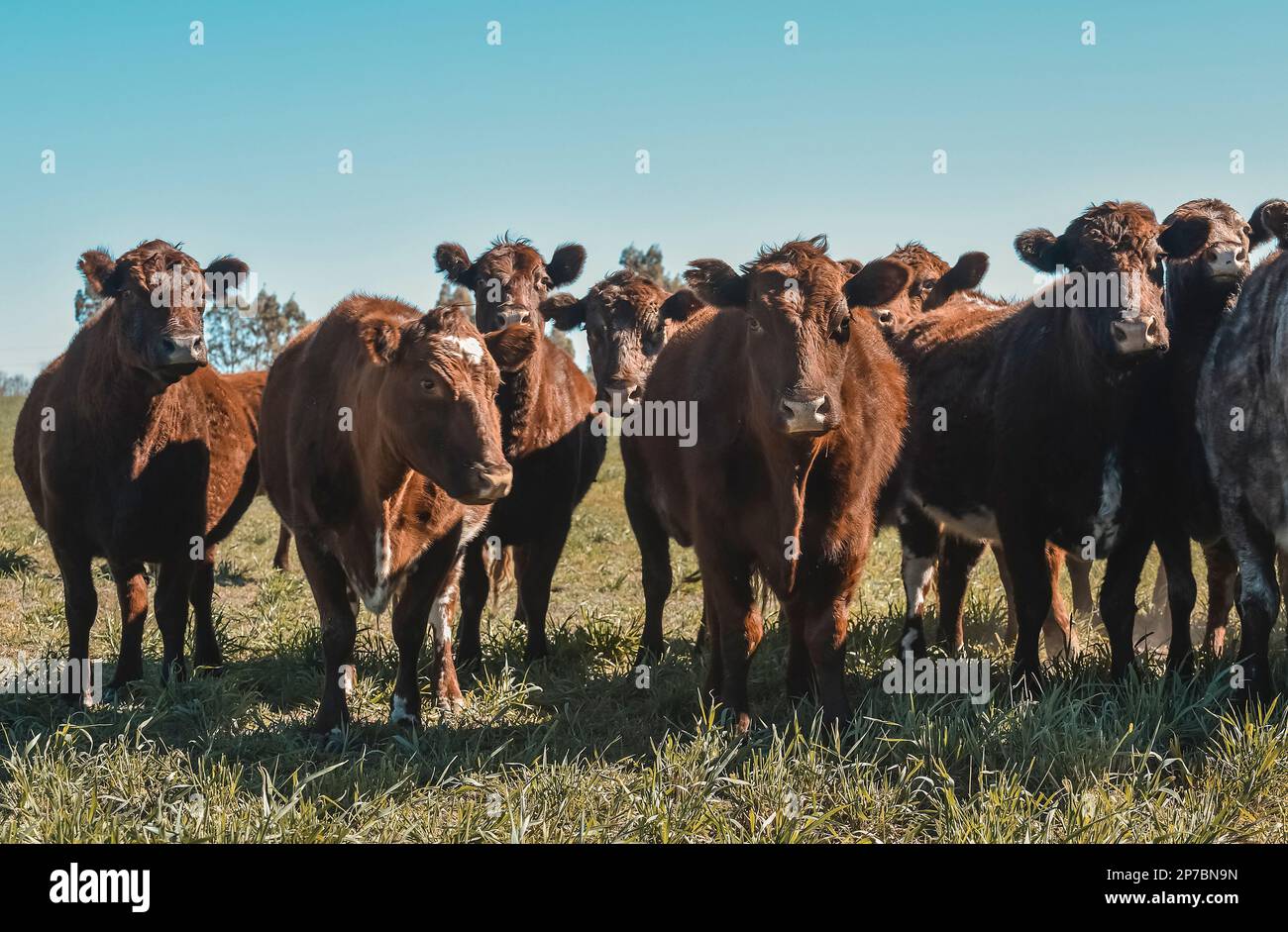 Argentine meat production hi-res stock photography and images - Alamy