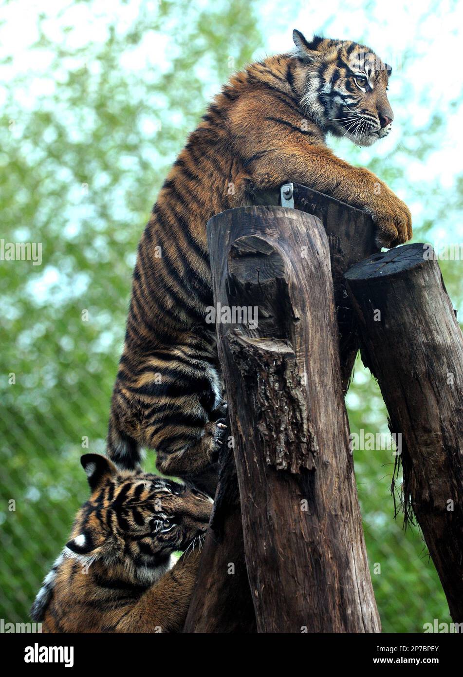 Six-month-old Sumatran tiger Mali makes her first appearance on Friday ...