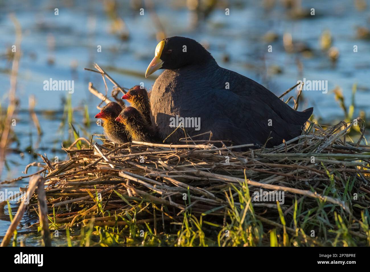 Fulica leucoptera with its young.Patagonia Argentina Stock Photo - Alamy