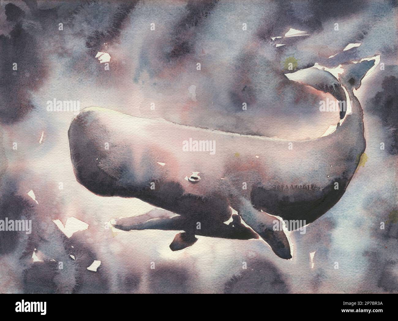Spermwhale artwork hi-res stock photography and images - Alamy