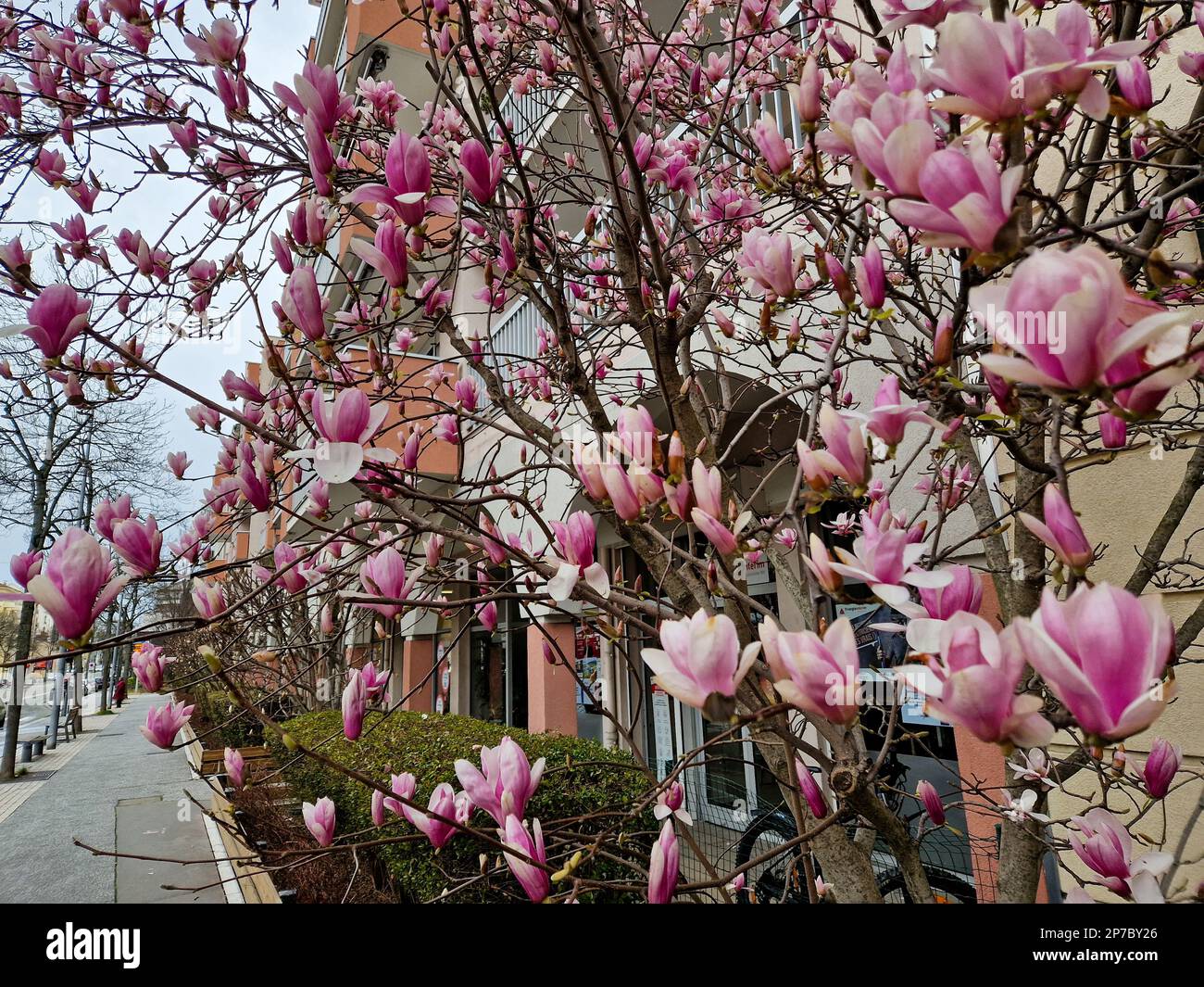 Seasons disorder: early flowering of magnolia trees, Bron, France Stock ...