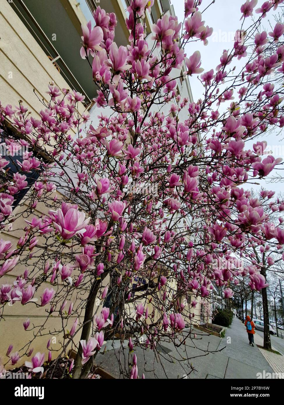Seasons disorder: early flowering of magnolia trees, Bron, France Stock ...