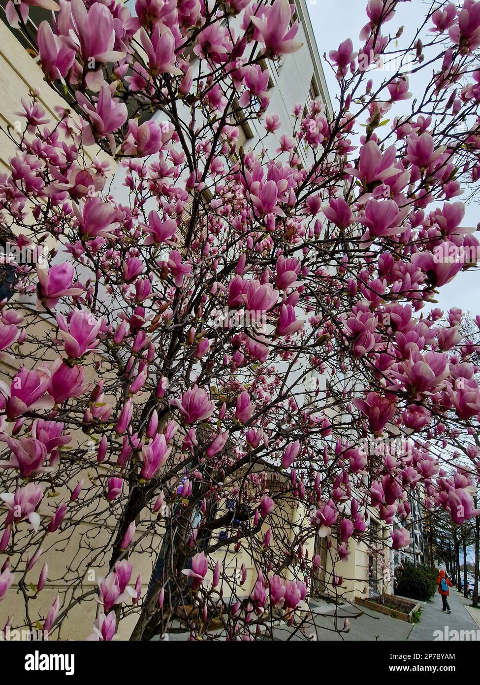 Seasons disorder: early flowering of magnolia trees, Bron, France Stock ...