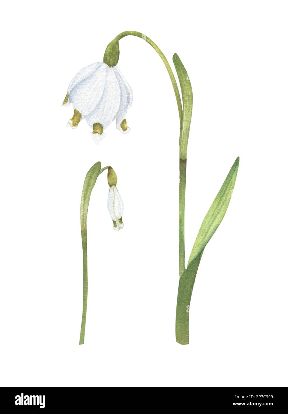 Snowdrop flower hand-drawn in watercolor. Floral element on a white ...