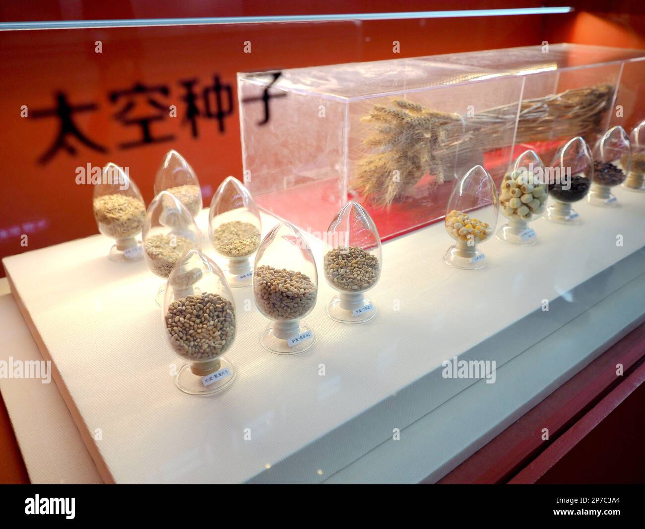 BEIJING, CHINA - MARCH 8, 2023 - "Space Seeds" on display at the ...