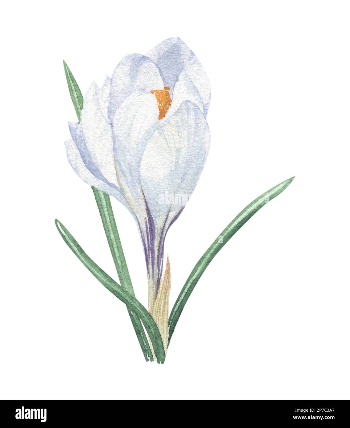 Crocus flower hand-drawn in watercolor. Floral element on a white ...