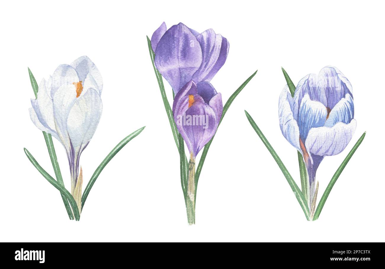 Crocus flower hand-drawn in watercolor. Floral element on a white ...