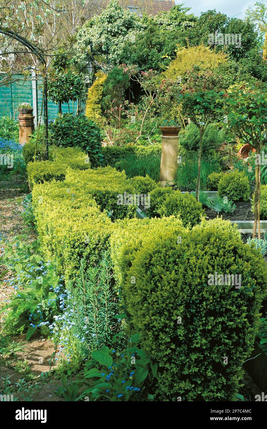 Box hedging divides part of cottage garden Stock Photo - Alamy