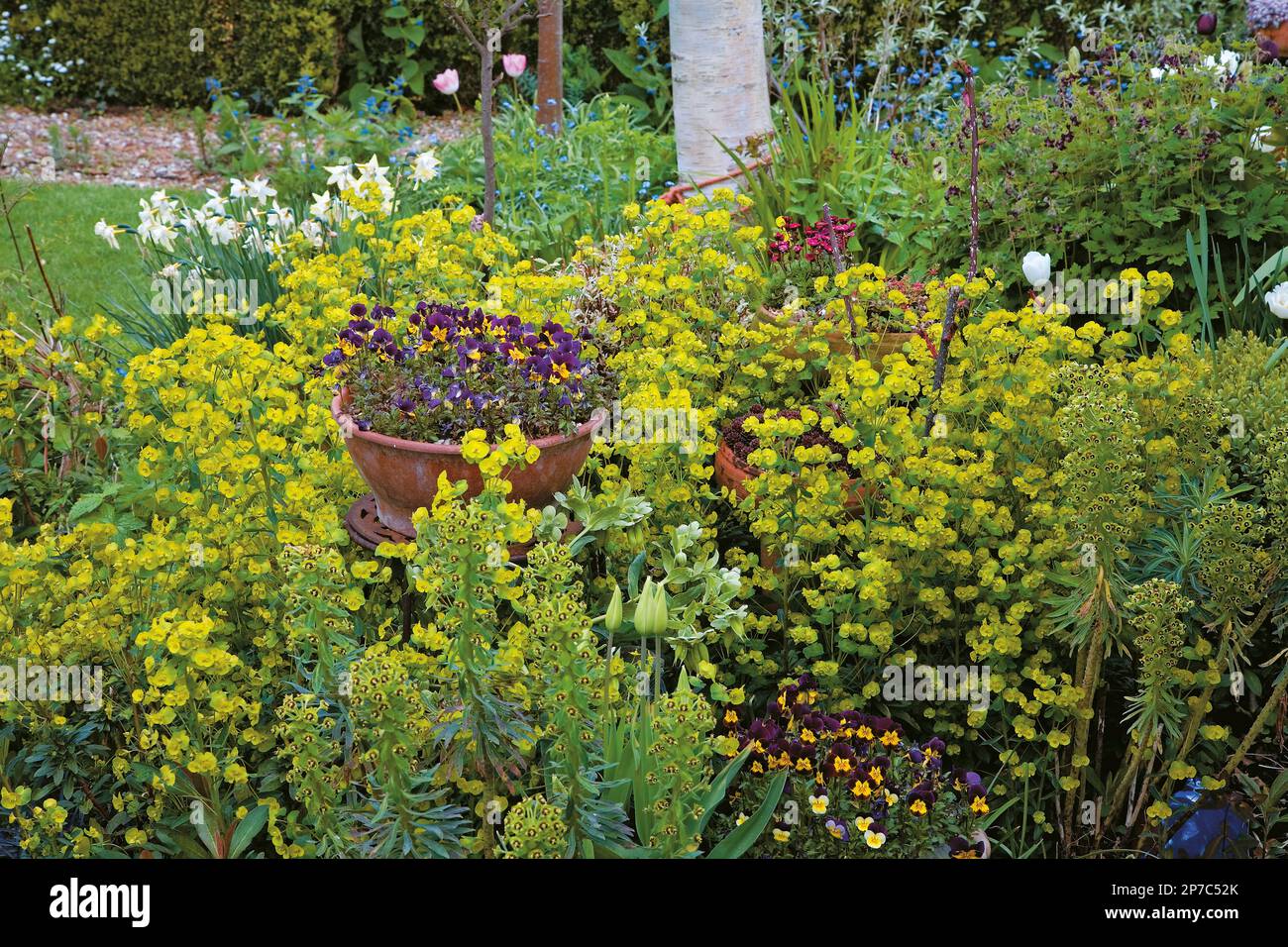 potted violas surrounded by a mass of euphorbia Stock Photo - Alamy