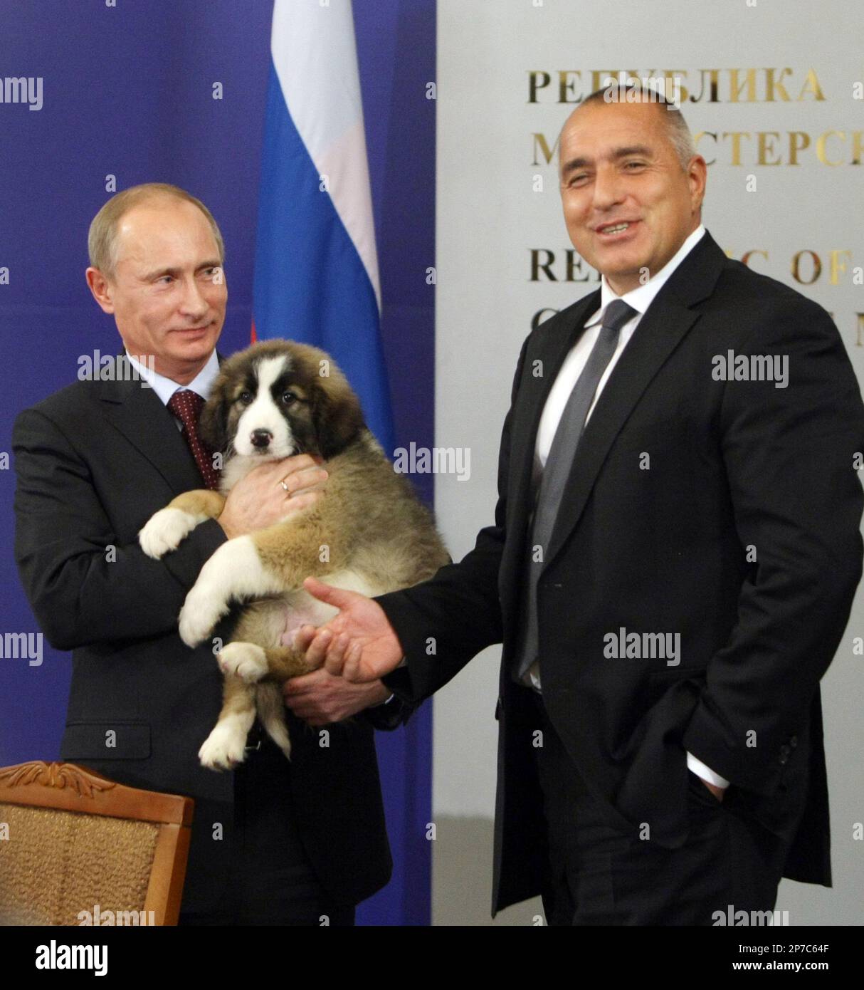 Karakachan Dog Putin