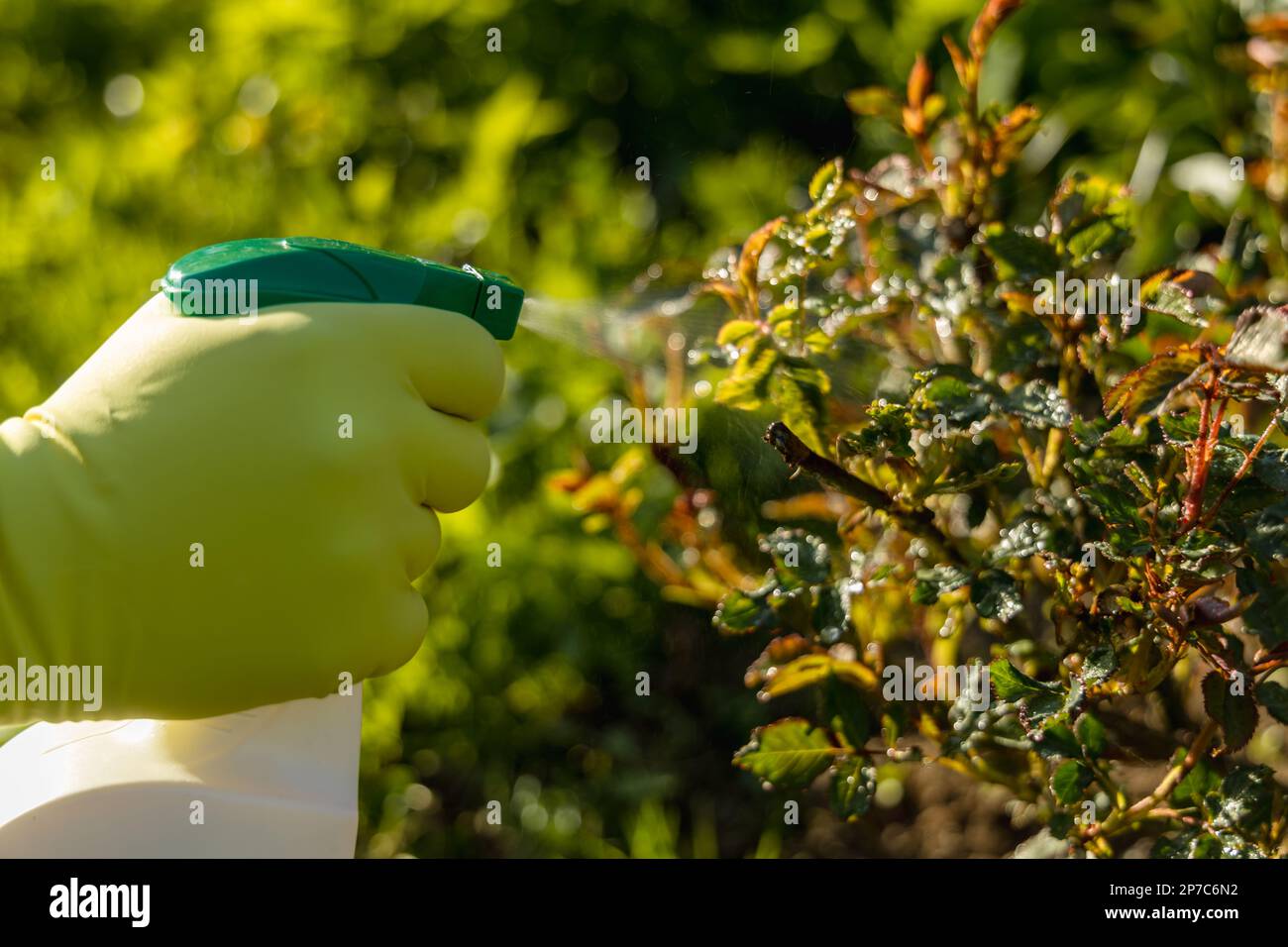 Treatment of roses from pests, aphids and fungi. Remedy for roses from ...