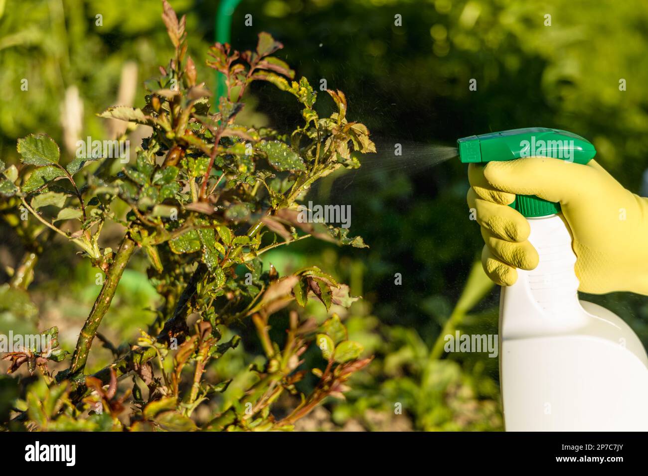 Treatment of roses from pests, aphids and fungi. Remedy for roses from ...