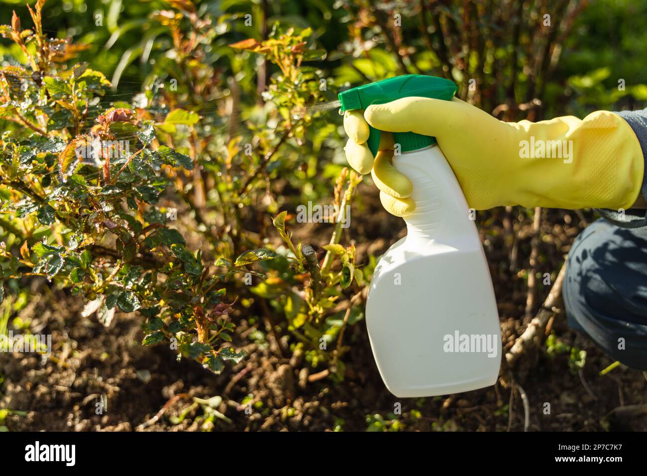 Treatment of roses from pests, aphids and fungi. Remedy for roses from ...
