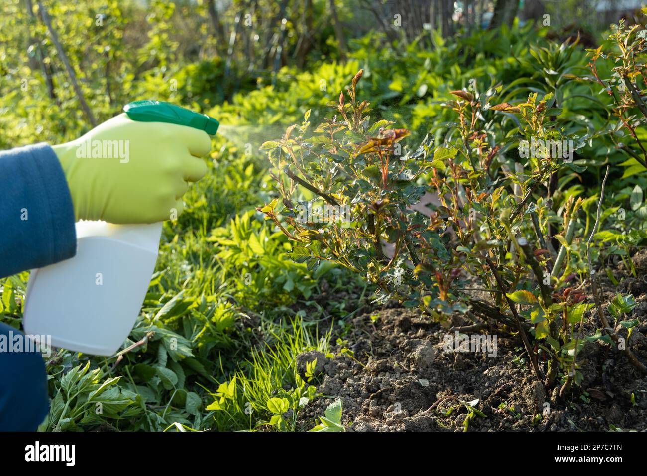 Treatment of roses from pests, aphids and fungi. Remedy for roses from ...