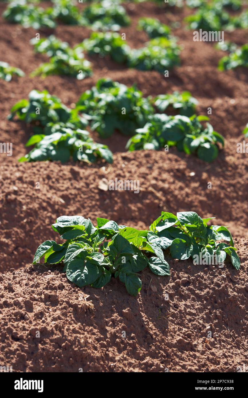 Potato seedlings plants starting to grow. Budleigh Salterton Devon May ...