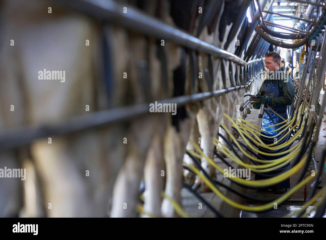 Herdsman putting cluster units on a line of cows in an 80/40 ...