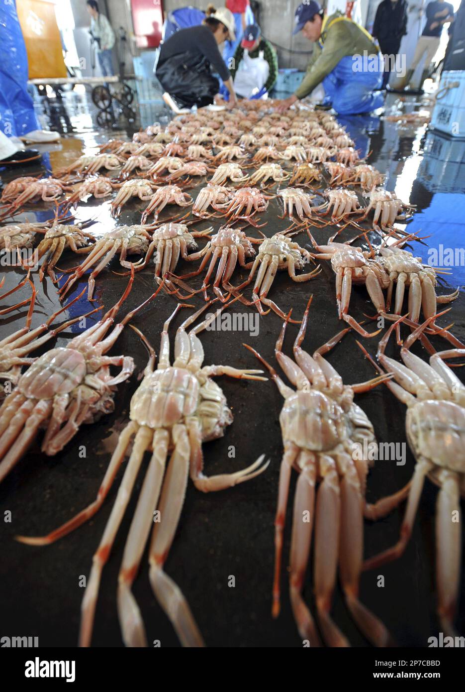 The first catch of snow crabs are brought to Shin Minato port Saturday ...