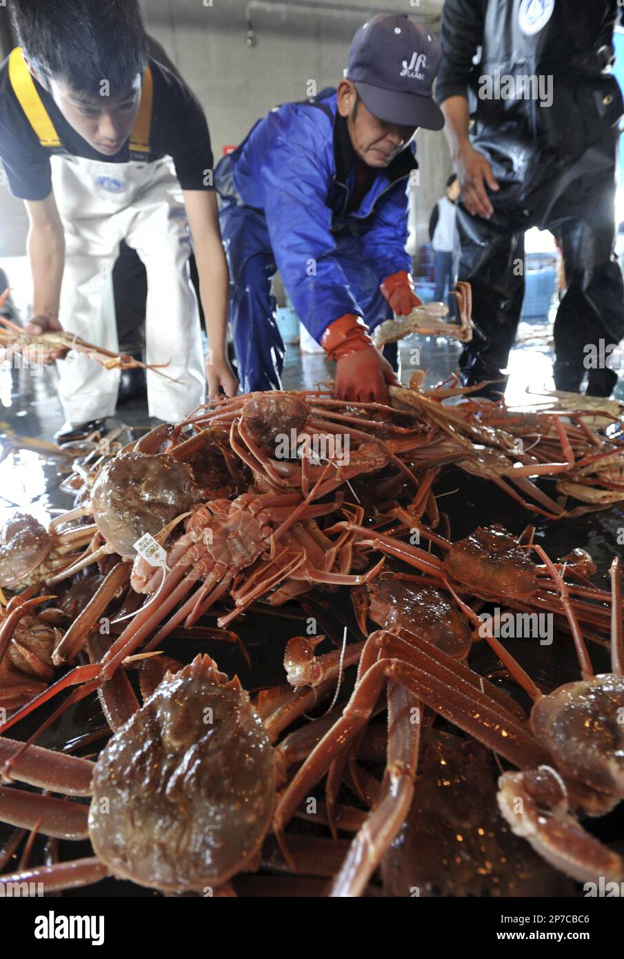 The first catch of snow crabs are brought to Shin Minato port Saturday ...