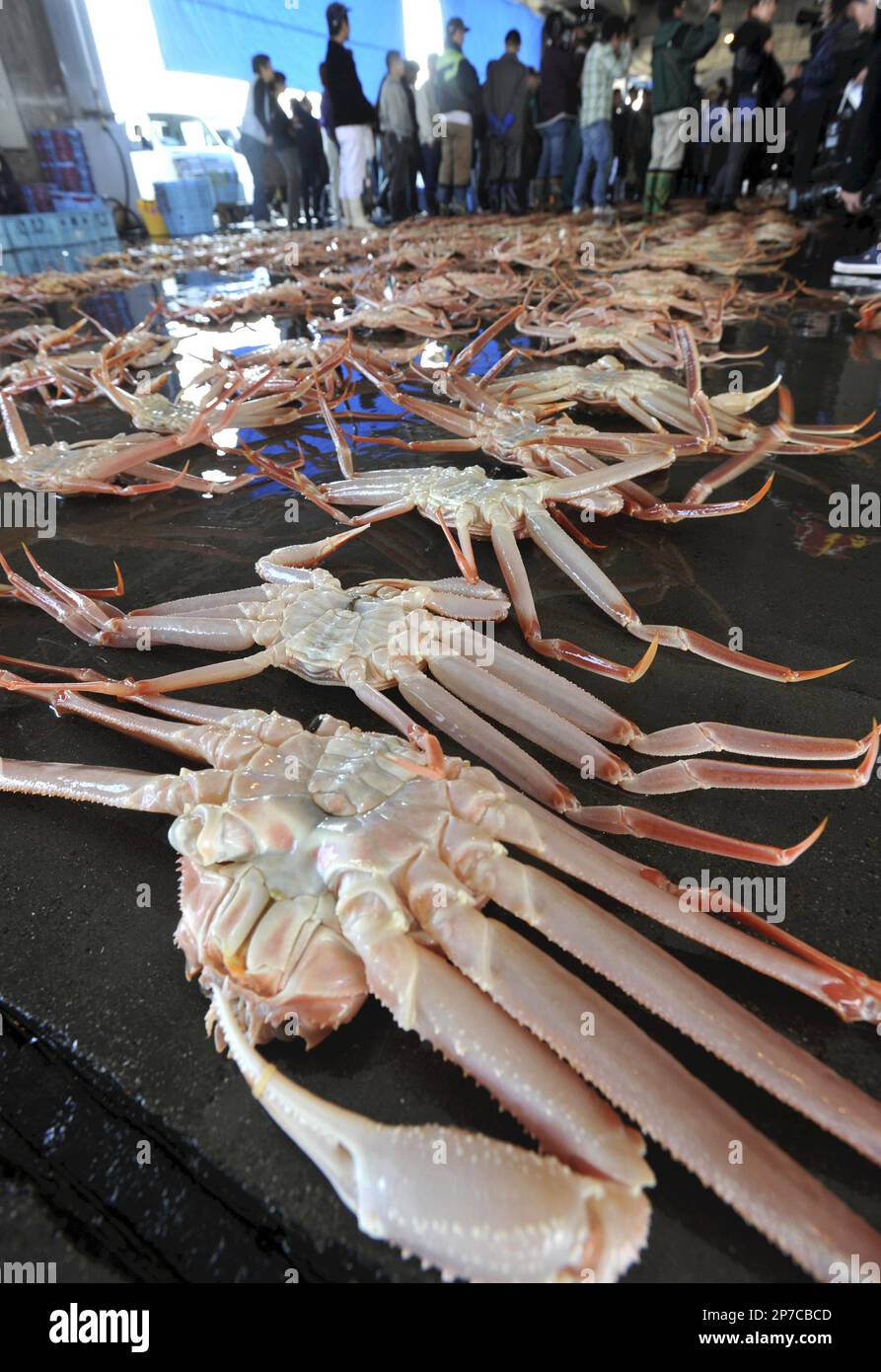 The first catch of snow crabs are brought to Shin Minato port Saturday ...