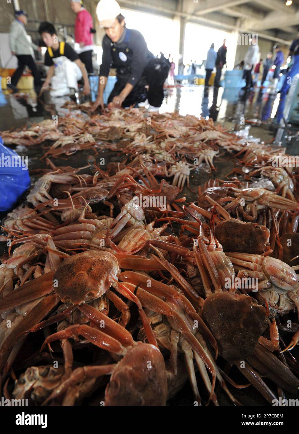 The first catch of snow crabs are brought to Shin Minato port Saturday ...