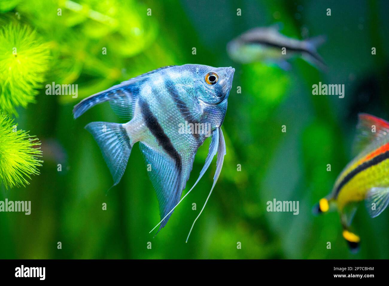 portrait of a zebra Angelfish in tank fish with blurred background ...