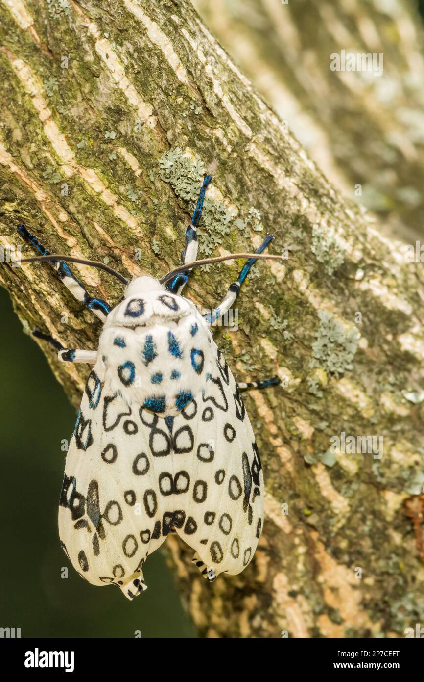 Giant Leopard Moth - Hypercompe scribonia Stock Photo - Alamy
