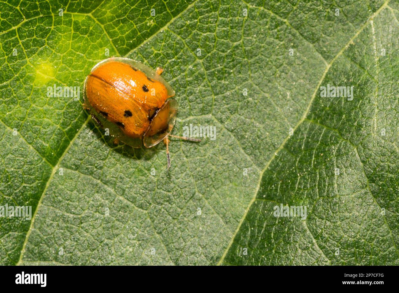 Tortoise beetle hi-res stock photography and images - Alamy