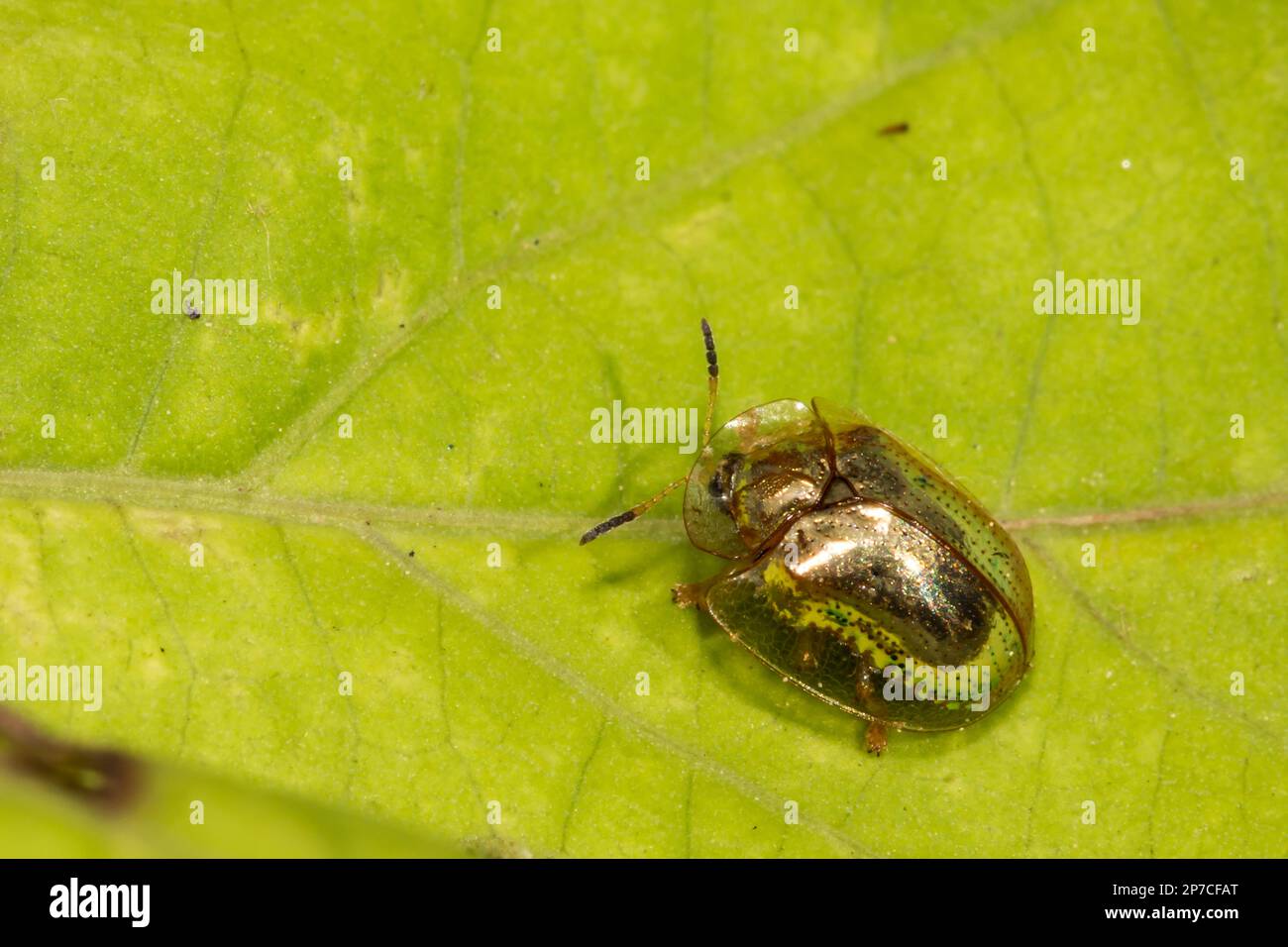 Tortoise beetle hi-res stock photography and images - Alamy