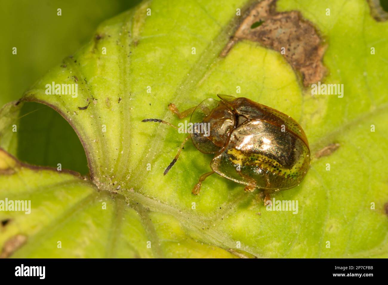 Tortoise beetle hi-res stock photography and images - Alamy