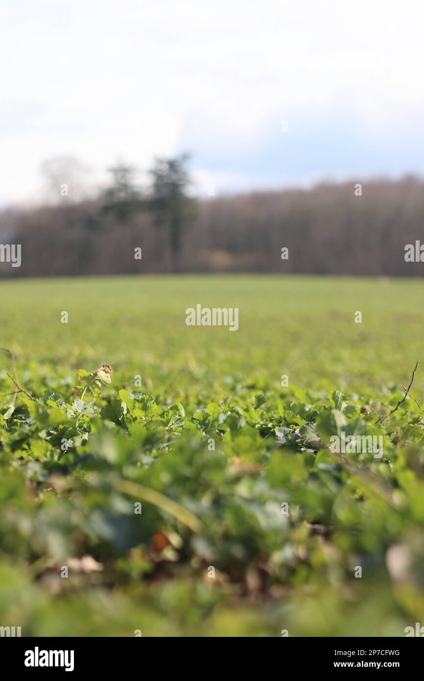 Heikendorf, Germany. 08th Mar, 2023. The sun shines on a field of ...