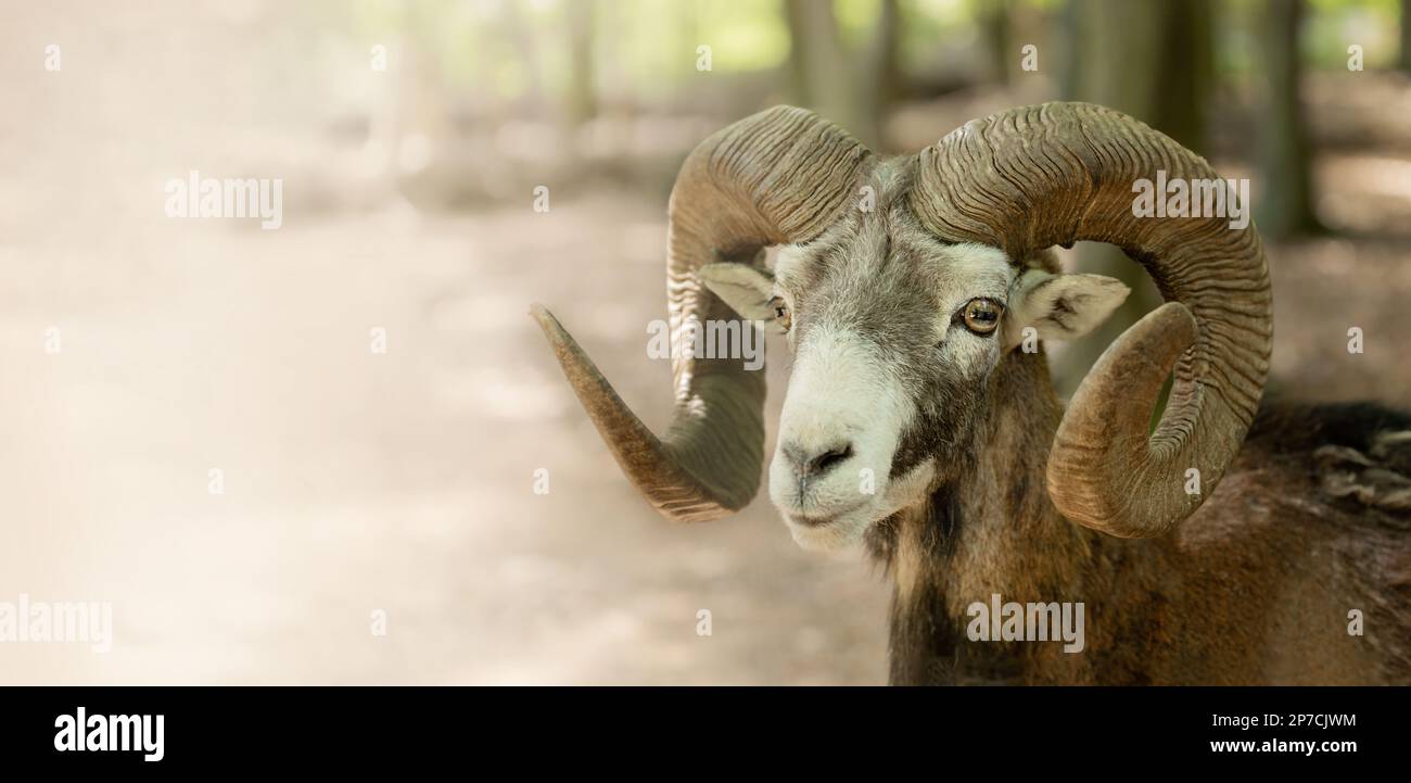Portrait european mouflon female hi-res stock photography and images ...