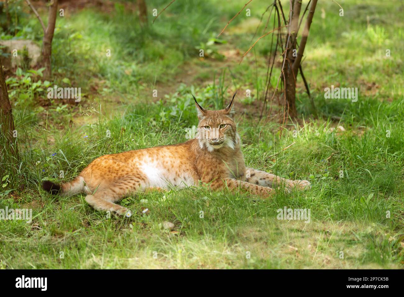 Eurasian lynx, Lynx lynx - a medium-sized cat lies on the green grass ...