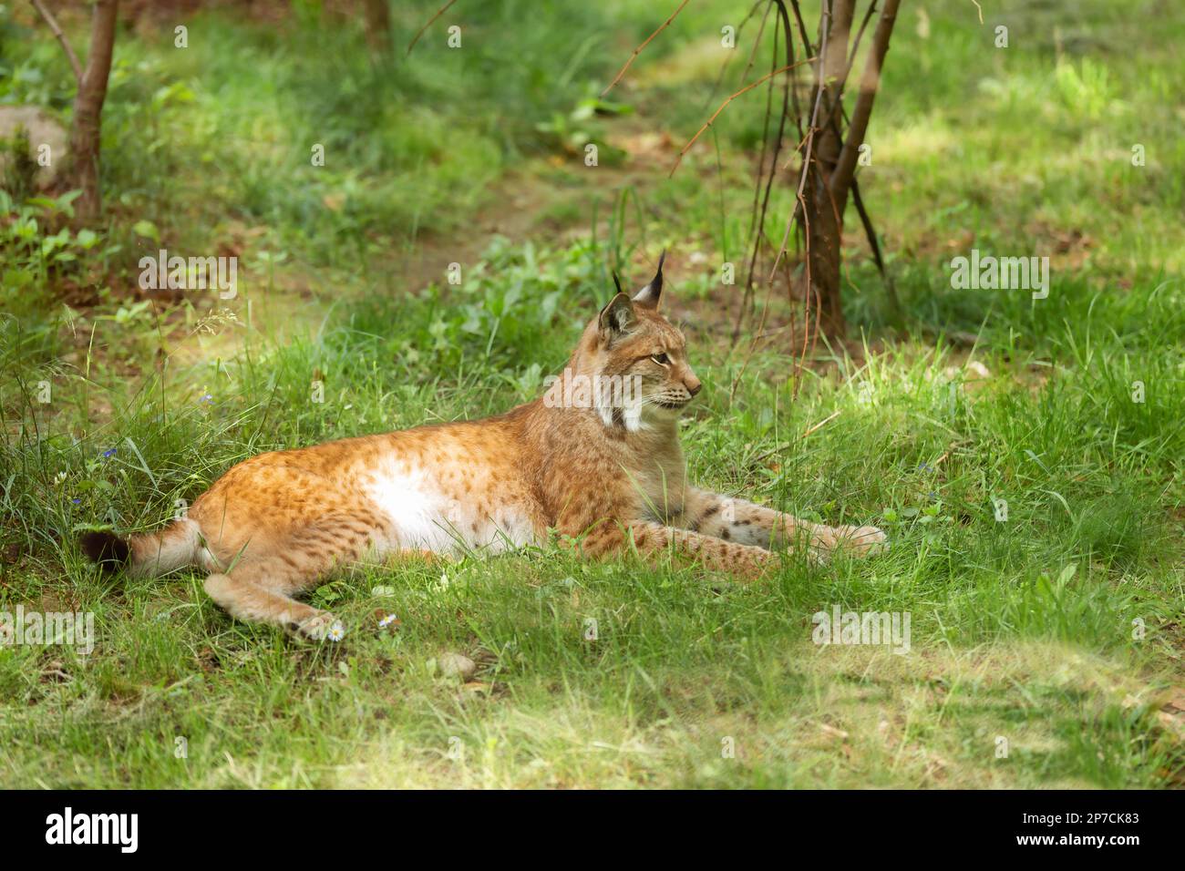 Eurasian lynx, Lynx lynx is a medium sized cat, side view, against the ...