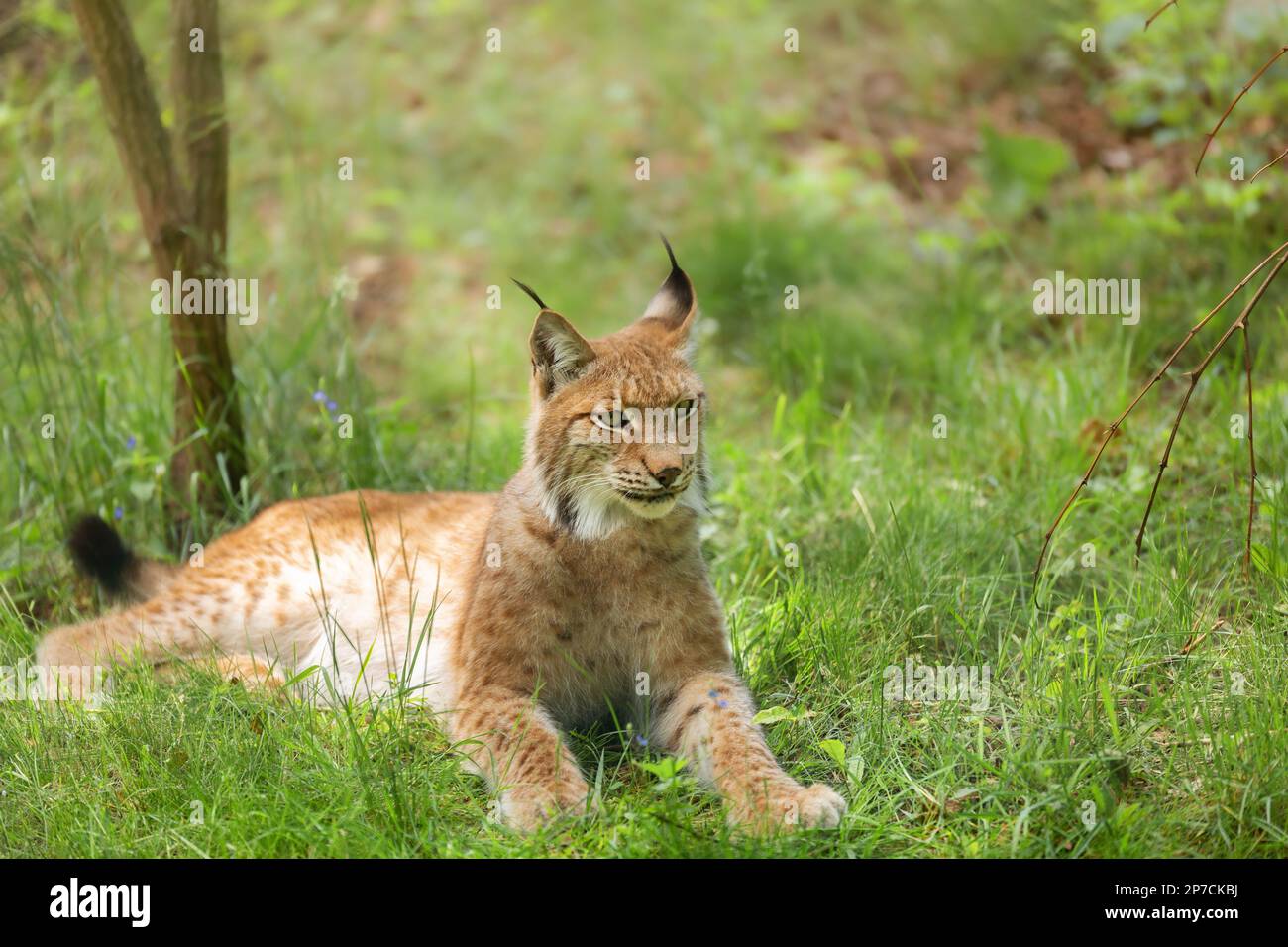 Eurasian lynx , Lynx lynx is a medium-sized cat native to European and ...